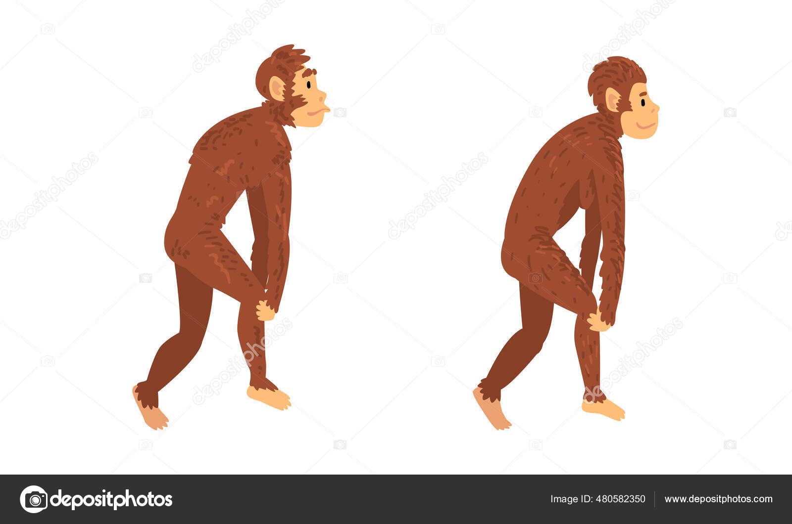 Monkey or Primate as Human Evolution Stage and Gradual Development ...