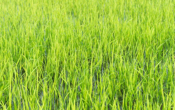 Rice growing Stock Photos, Royalty Free Rice growing Images | Depositphotos