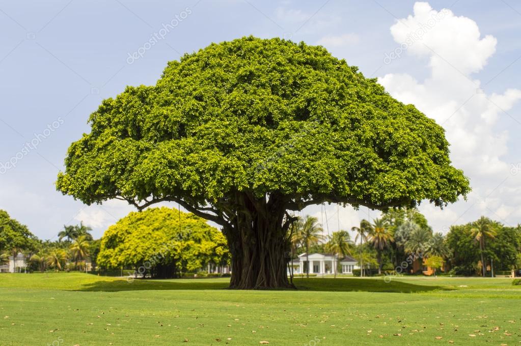 The King Tree — Stock Photo © grantmg #83779680