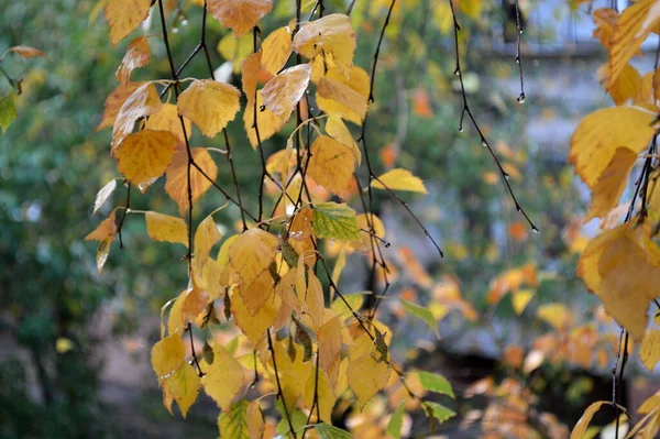 Chinese aspen Stock Photos, Royalty Free Chinese aspen Images ...