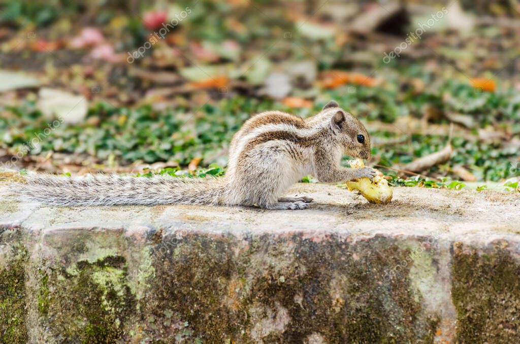 Ardilla de cinco rayas de la palma septentrional (Funambulus pennantii ...