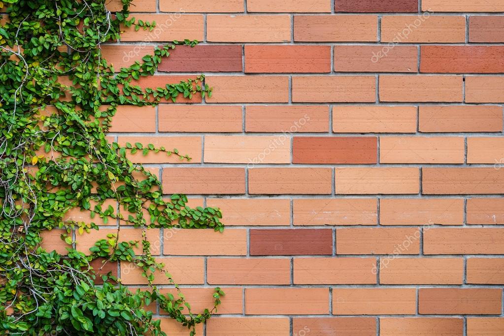 Brick wall texture with plants Stock Photo by ©khongkitwiriyachan 67735693