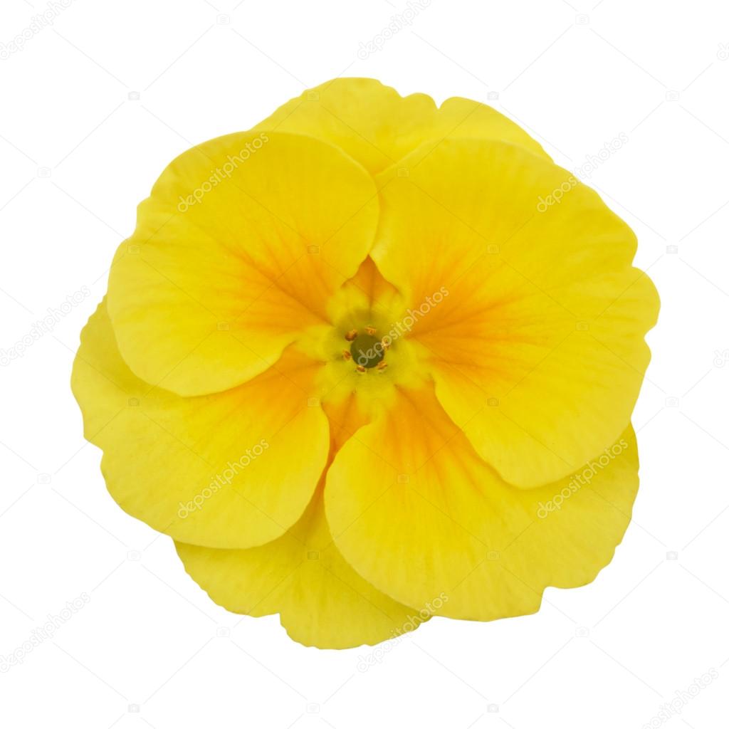 Primrose yellow flower violet isolated on white background — Stock ...
