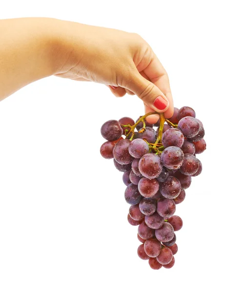 Grandes uvas fotos de stock, imágenes de Grandes uvas sin royalties ...