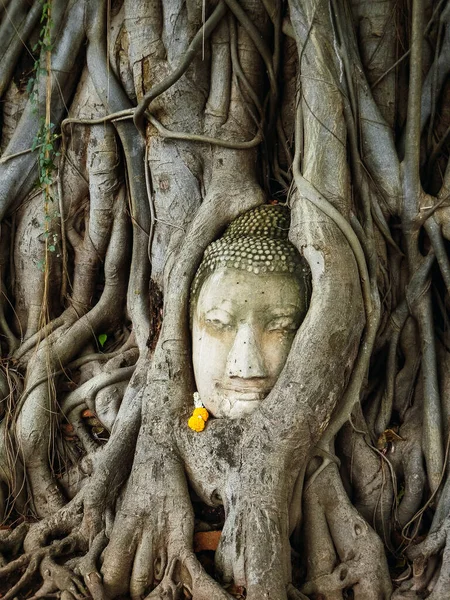 Buddha tree Stock Photos, Royalty Free Buddha tree Images | Depositphotos
