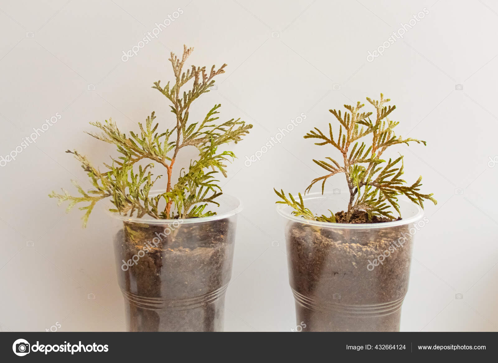 Two tui seedlings are planted in plastic glasses in the house — Stock ...