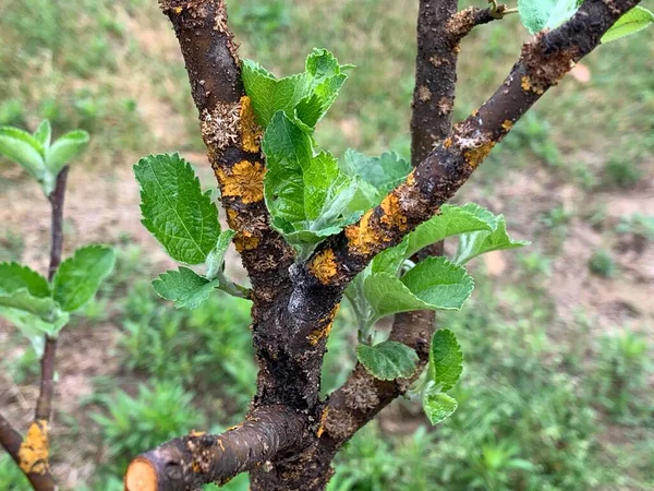 Sick tree Stock Photos, Royalty Free Sick tree Images | Depositphotos