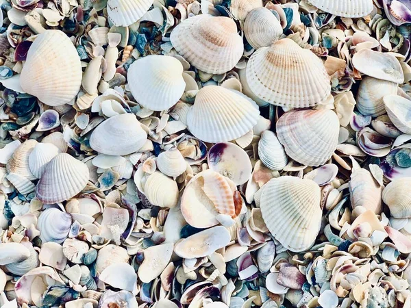 Az shore shells Stock Photos, Royalty Free Az shore shells Images ...