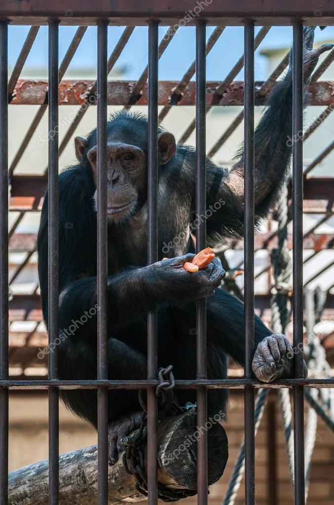 Chimpanzee in the cage — Stock Photo © NenadVe #80317914
