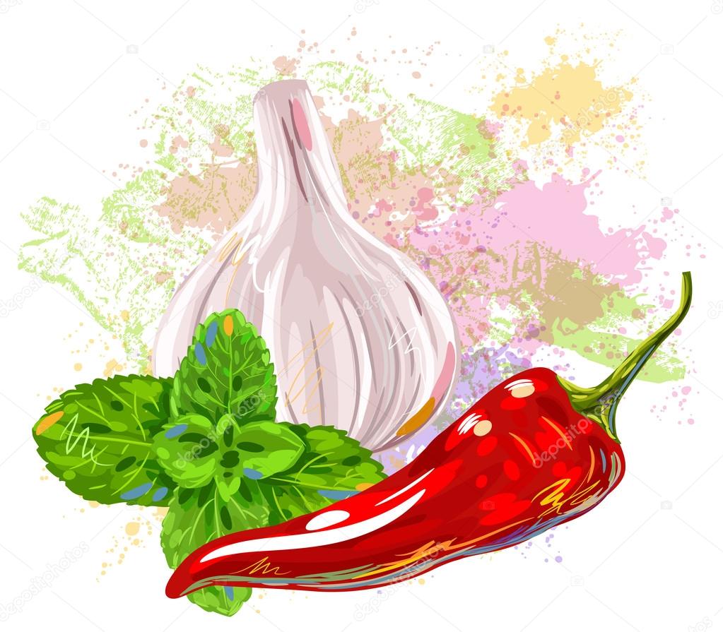 Garlic,mint and chilli — Stock Vector © vedvid_ARTS #62266079