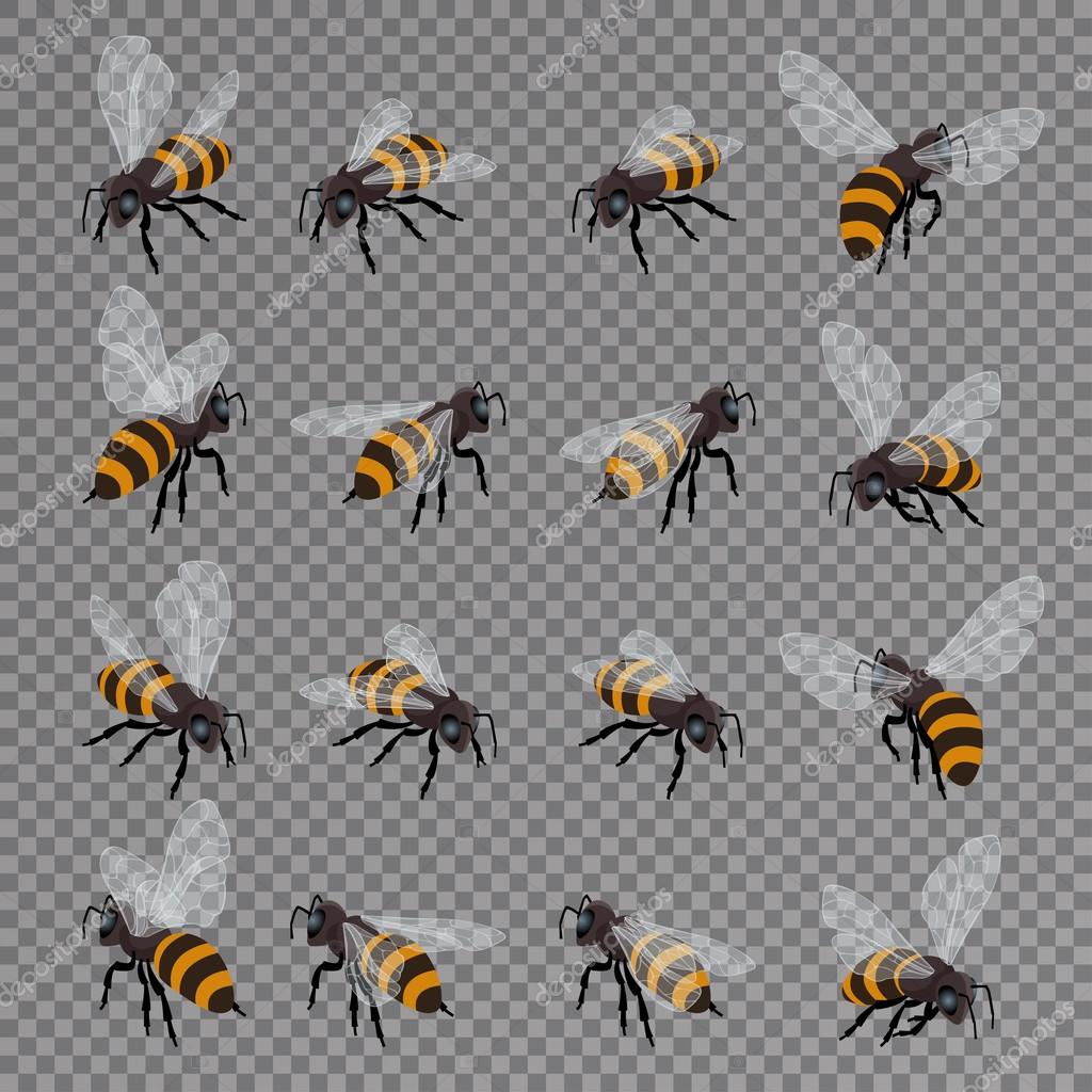 Honey bee vector set on a transparent background. Flat 3d vector ...