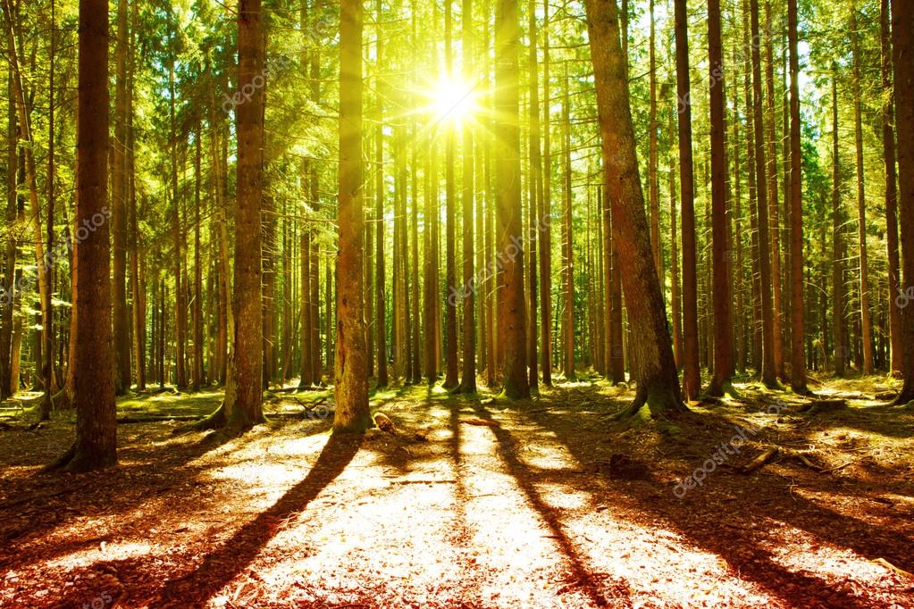 Sunlight in the green forest. — Stock Photo © swkunst #100674620