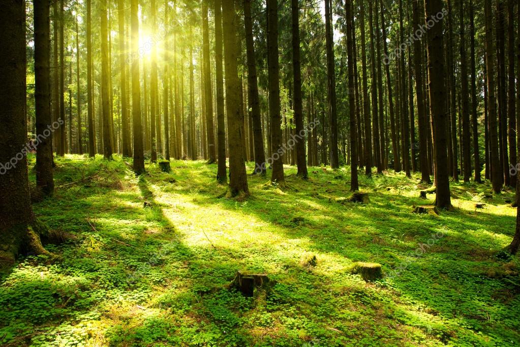 Luz del sol en el bosque verde. 2024