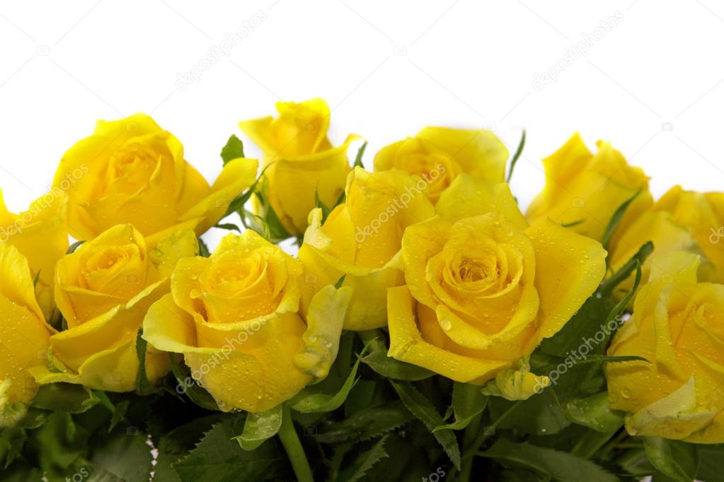 Yellow roses background. Stock Photo by ©swkunst 108000328