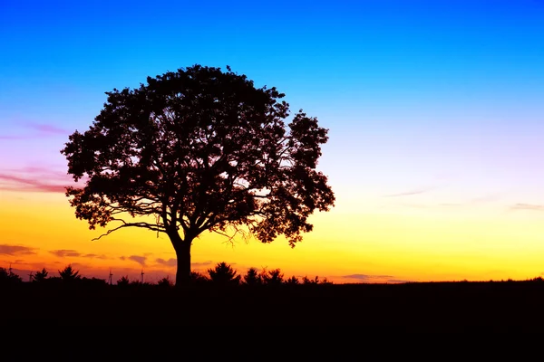 Tree sunset Stock Photos, Royalty Free Tree sunset Images | Depositphotos