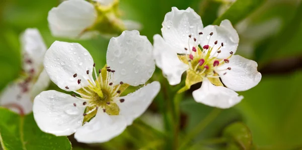 Hawthorn flower Stock Photos, Royalty Free Hawthorn flower Images ...