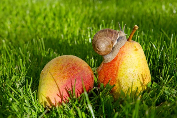 Funny nature scenes Stock Photos, Royalty Free Funny nature scenes ...