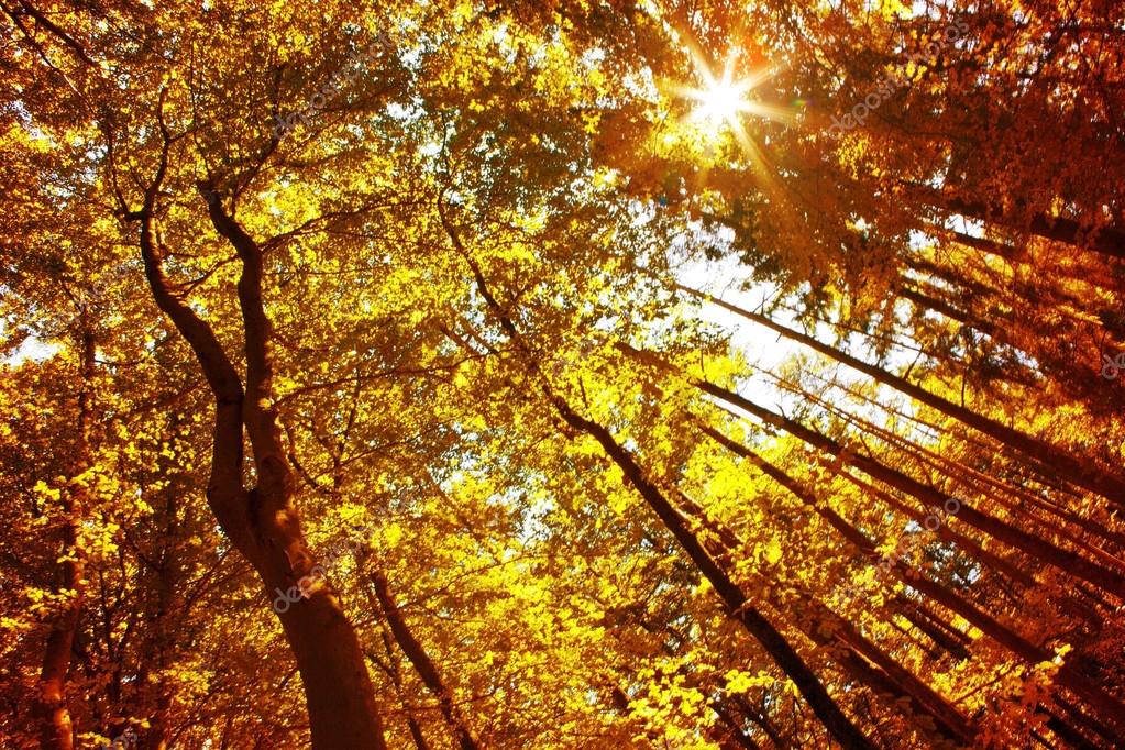 Bosque con sol brillando a través de árboles. 2025