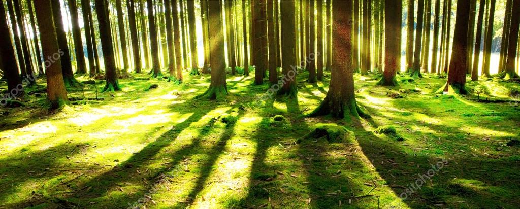 Bright sun in the forest . — Stock Photo © swkunst #89609036