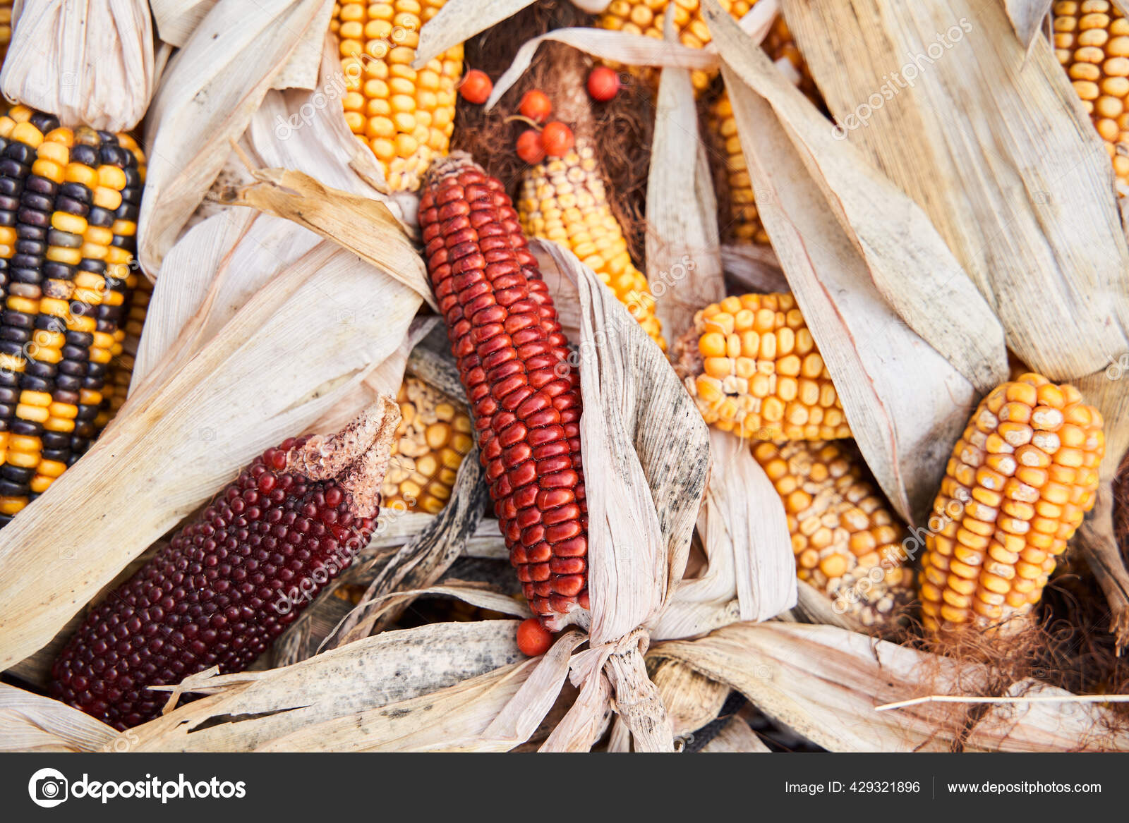 Different kinds of corn at the local market — Stock Photo ...