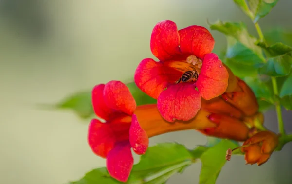 Colibri en flor Stock Photos, Royalty Free Colibri en flor Images ...