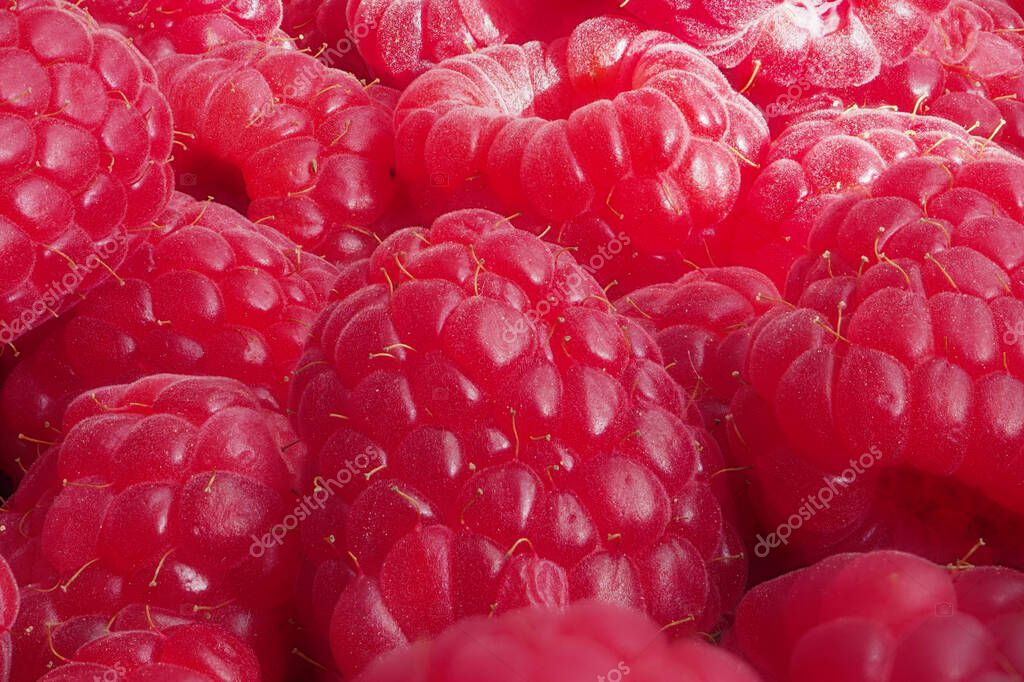 muchas frambuesas textura de fondo, frambuesas de color rosa-rojo de ...