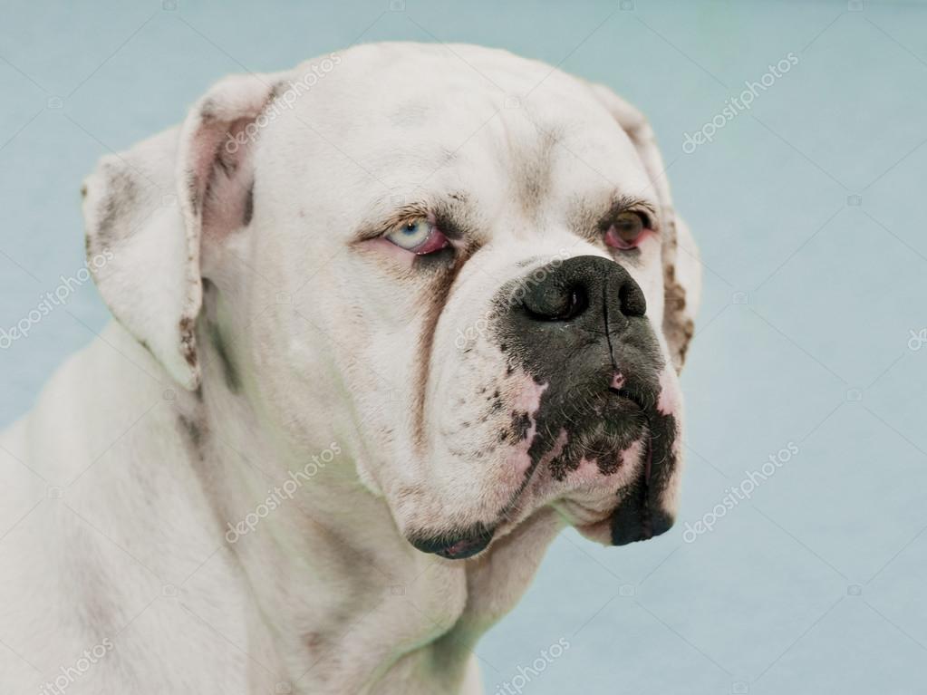 White Boxer Blue Eyes