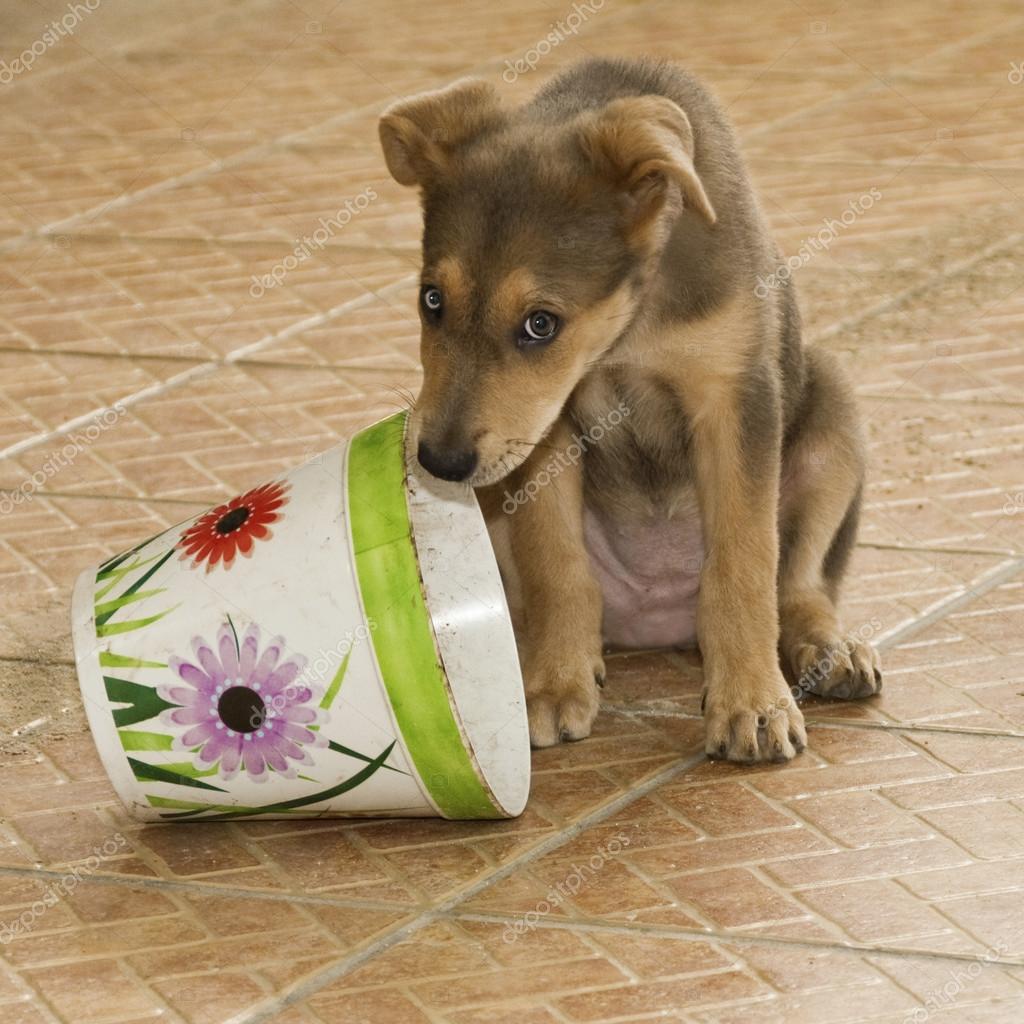 What To Do With A Misbehaving Puppy