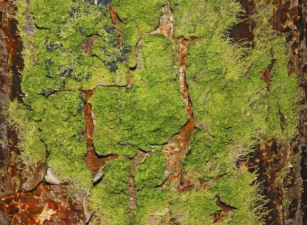 Forest detail Stock Photos, Royalty Free Forest detail Images ...