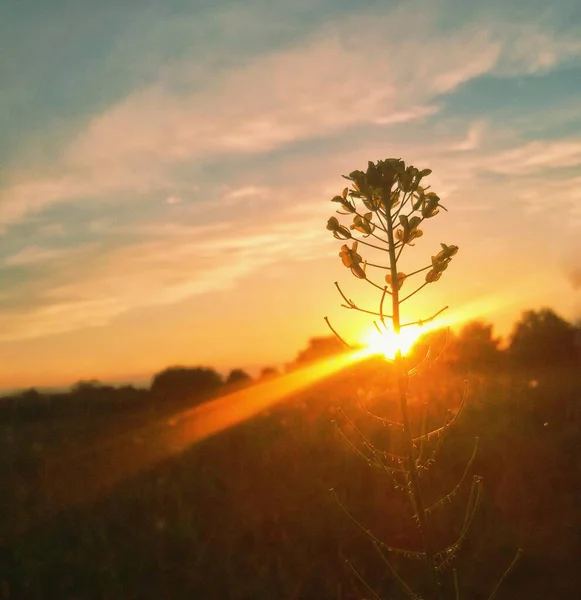 Cannabis sunset Stock Photos, Royalty Free Cannabis sunset Images ...