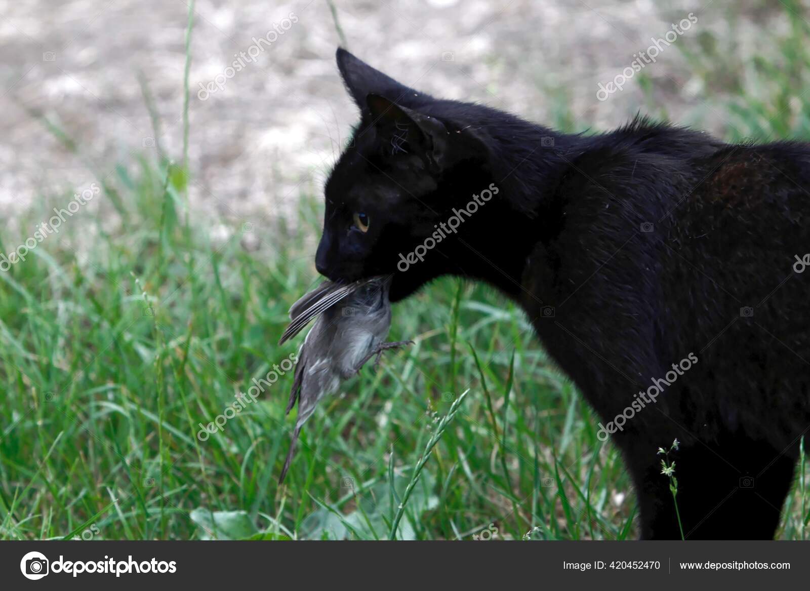 Black Cat Eating Bird