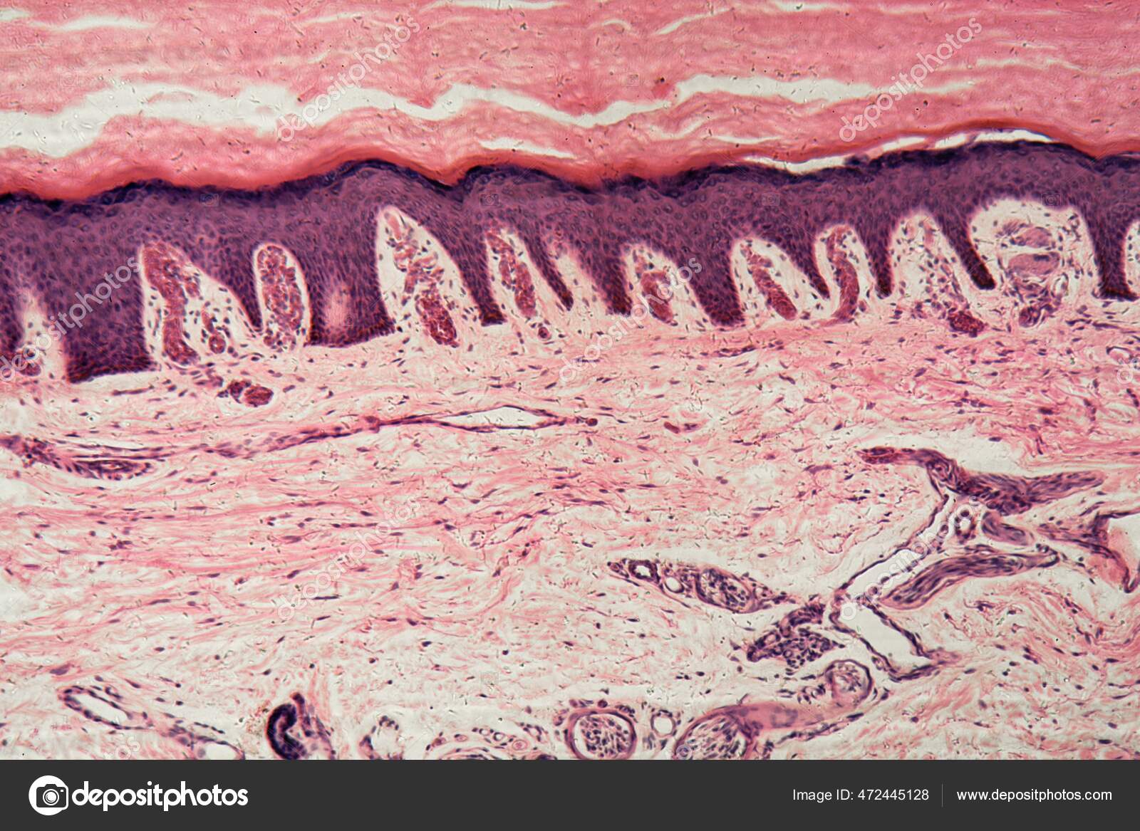 Human Skin Microscope