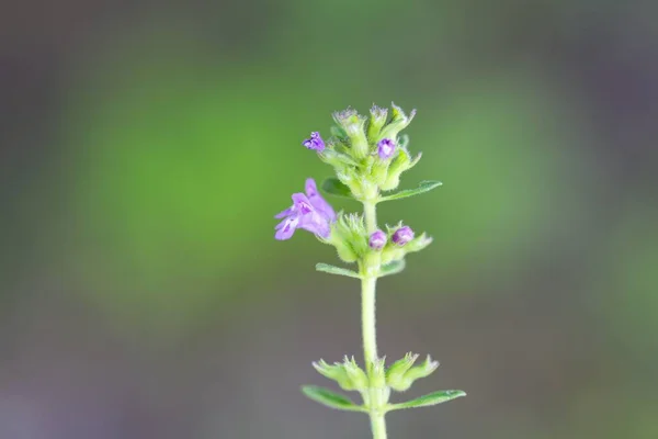 Farinaceous sage Stock Photos, Royalty Free Farinaceous sage Images ...