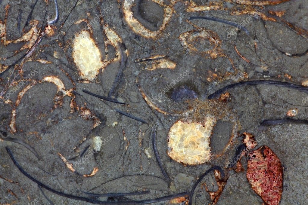 Carbonate rock with fossils — Stock Photo © ChWeiss #77496452