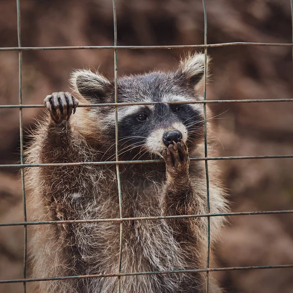 Trapped raccoon Stock Photos, Royalty Free Trapped raccoon Images | Depositphotos
