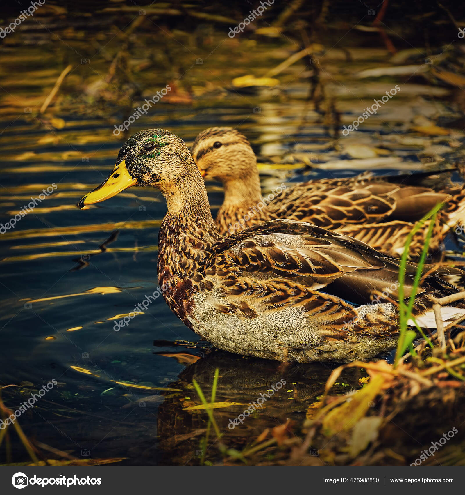 Spotted Duck Swims Water Close Dark Background — Stock Photo © fly10 ...