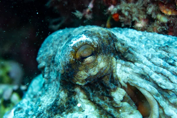 Octopus face Stock Photos, Royalty Free Octopus face Images | Depositphotos