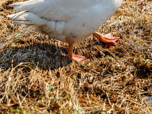 Snow goose Stock Photos, Royalty Free Snow goose Images | Depositphotos