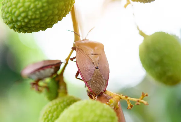 Lychee stink bug Stock Photos, Royalty Free Lychee stink bug Images ...