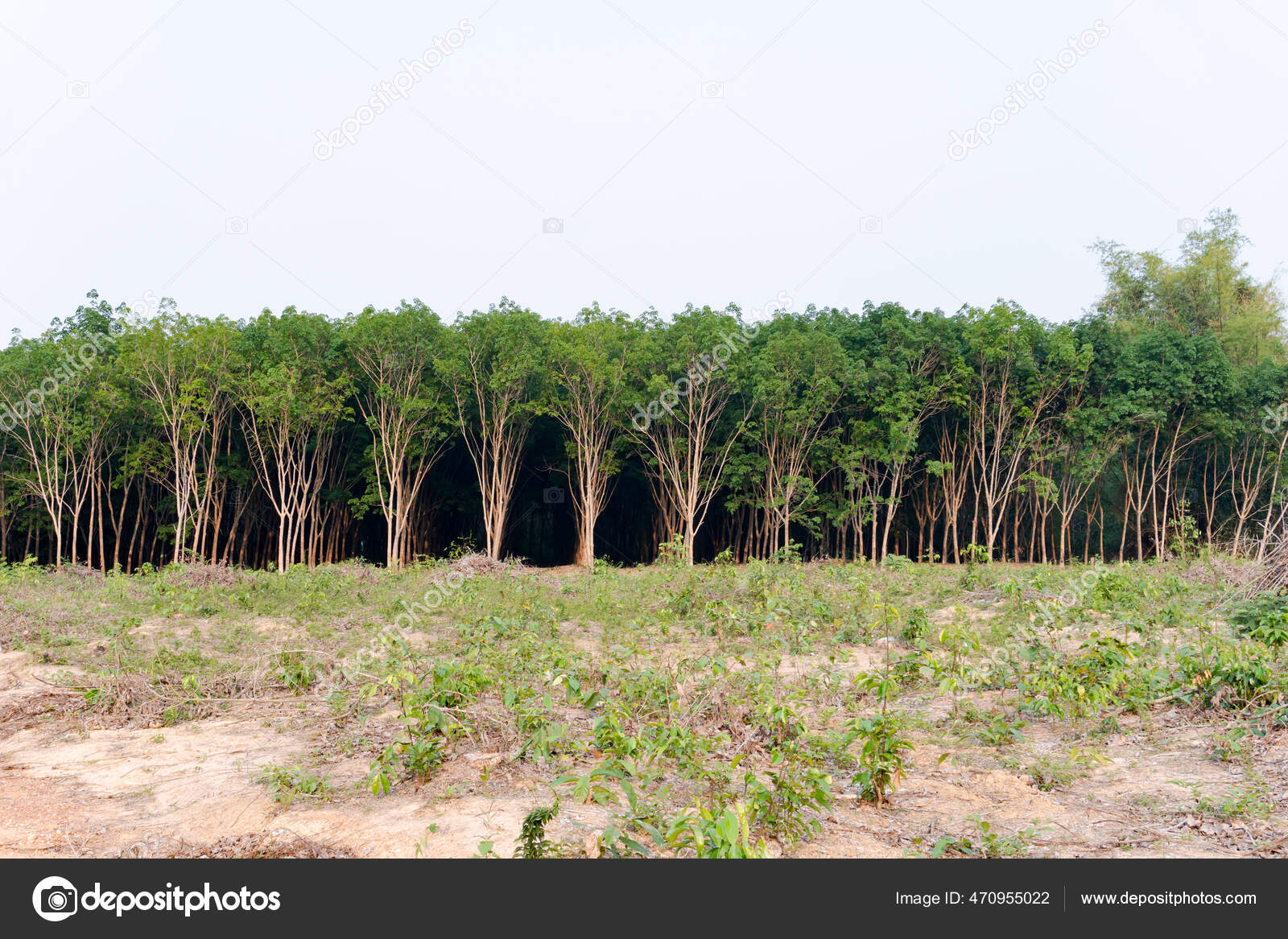 Row Para Rubber Tree Rubber Plantation Backgroun — Stock Photo ...