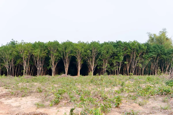 Rubberwood Stock Photos, Royalty Free Rubberwood Images | Depositphotos