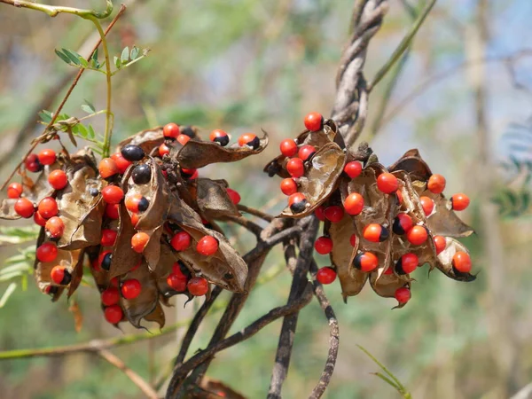 Rosary pea Stock Photos, Royalty Free Rosary pea Images | Depositphotos
