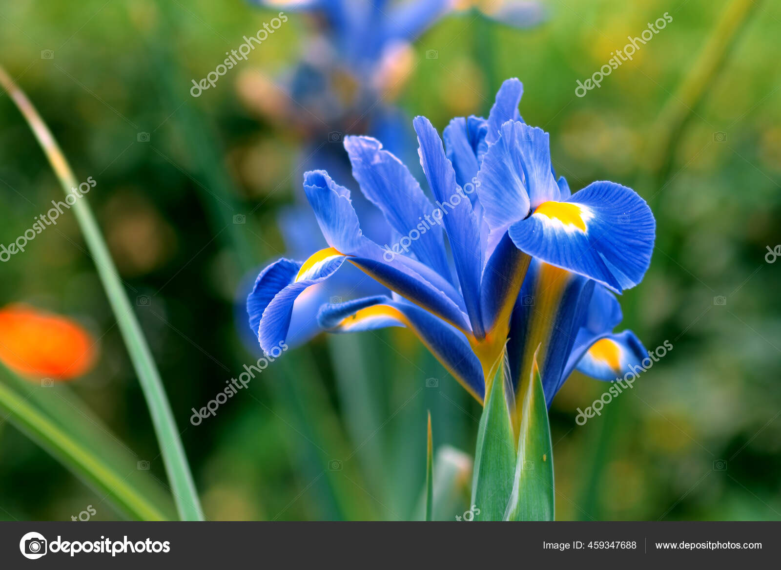 Dark Blue Iris Flower