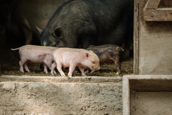 208 Pig giving birth piglets Images, Royalty-free Stock Pig giving ...