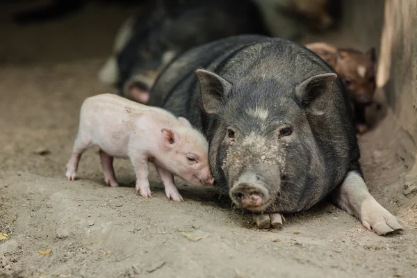 208 Pig giving birth piglets Images, Royalty-free Stock Pig giving ...