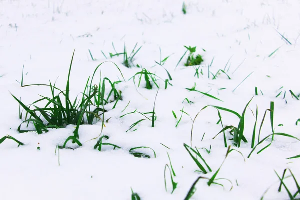 Snowy grass Stock Photos, Royalty Free Snowy grass Images | Depositphotos