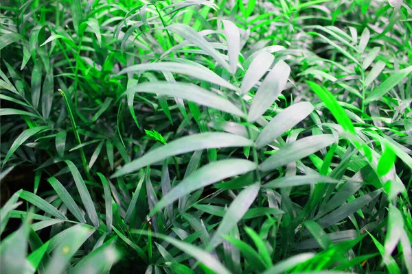 Close up view of emerald fun green plants. Deep green plant ...