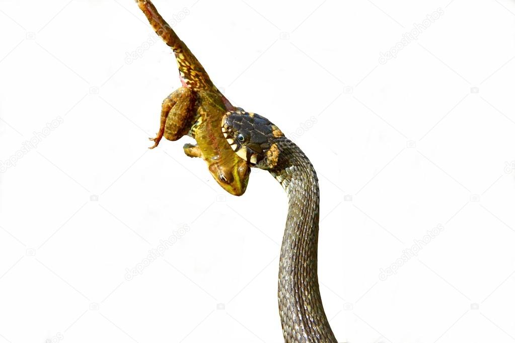 Snake caught a frog — Stock Photo © vikto-6 #68269081