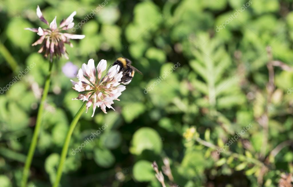 Bumblebee Gathering Nectar from Clover Stock Photo by ©niklasemmoth ...