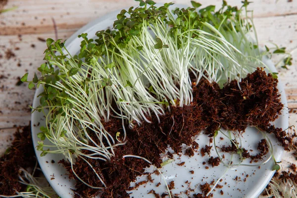 Different types of micro green dill sprouts. Growing seed germination ...